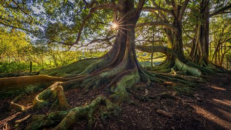 Fig Tree Wallpaper