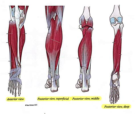 Lower Leg Diagram Quizlet Lower Leg Diagram Quizlet