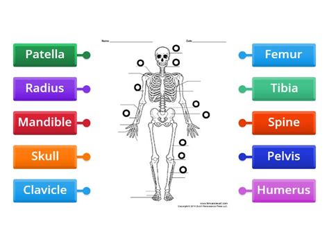The Skeleton System Label Diagrama Con Etiquetas