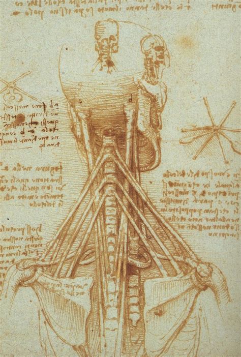 Leonardo Da Vinci The Anatomical Artist Drawing Academy