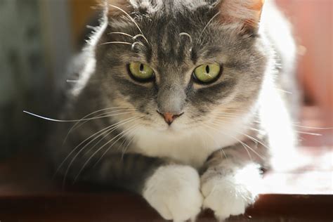 How Common Are Grey And White Cats At Barbara Eley Blog