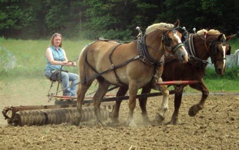 Choosing A Draft Horse For Farming