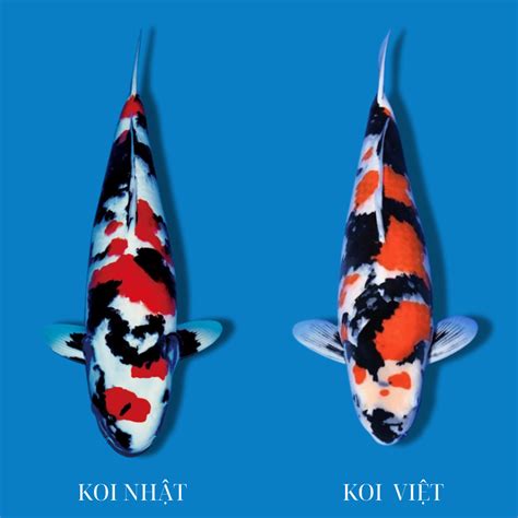 PhÂn BiỆt CÁ Koi NhẬt VÀ CÁ Koi ViỆt