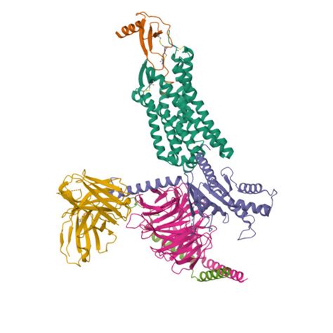 Rcsb Pdb 7xa3 Cryo Em Structure Of The Ccl2 Bound Ccr2 Gi Complex