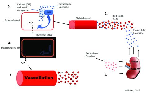 L Arg L Cit And Their Role In Vasodilation Step 1 Citrulline In