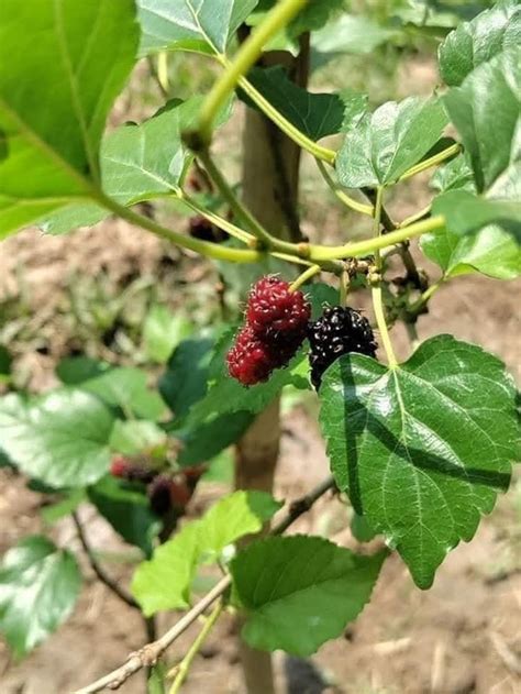 က်န္းမာေရး