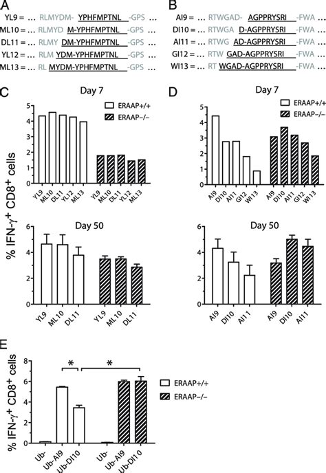 Cd8 T Cell Responses Toward N Terminally Extended Peptides Differ