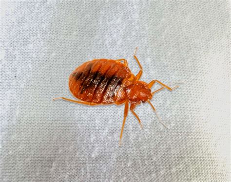 Repel Bed Bug Insect Using Scented Oil By Jaysonrebojo Oct 2024