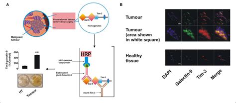 Figure 3 From The Tim 3 Galectin 9 Pathway And Its Regulatory