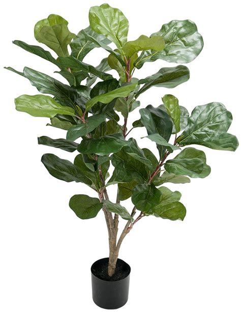 Fiolfikus Konstväxt 590 Kr Konstväxter