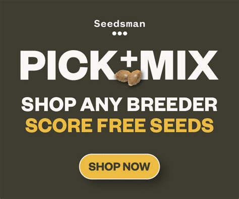 Cloudy Vs Clear Trichomes How To Time Your Cannabis Harvest