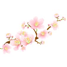 免扣花 高清图片，堆糖，美图壁纸兴趣社区