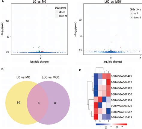 Differentially Expressed Gene Analysis Of The Dmf And Macropinocytosis
