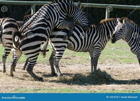 Sexo da zebra foto de stock Imagem de listra bebê preto
