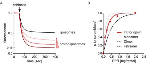 A Fluorescence Based Assay Of Phospholipid Scramblase Activity