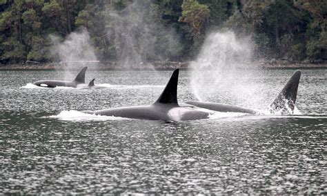 Under A New Proposal Our Local Orcas — Resident And Biggs Killer