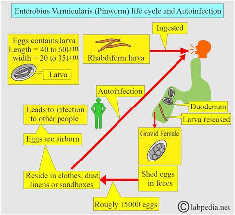 Pinworm Infestation In Humans
