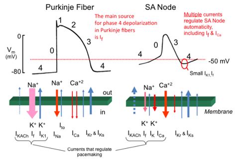 Sa Node Action Potential