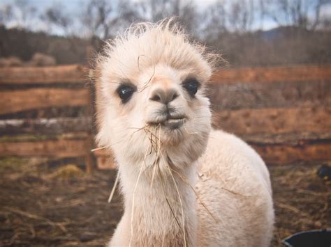 Alpacone Alpaki Na Krańcu Smolnika