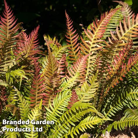 Doodia Aspera Rough Ruby Doodia Aspera Rough Ruby