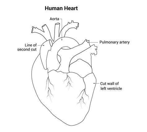 Human Heart Science Design Illustration Diagram 46452116 Vector Art At