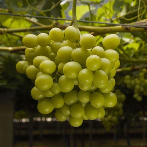 Ivory Uva Blanca Uvas Moyca