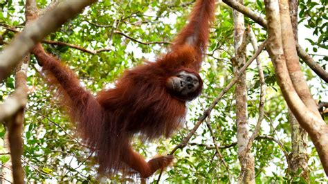 Orangutan Habitat