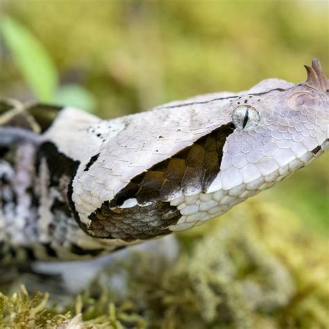 Rhinoceros Viper Bite