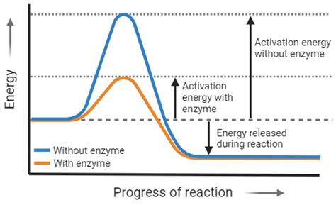 Enzymes Activation Energy
