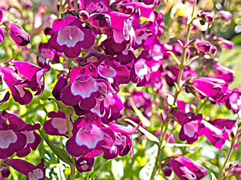 100 Sensation Mix Penstemon Hartwegii Beardtongue Mixed Colors Two Ton