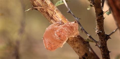 Gum Arabic From Africas Acacia Trees In The Sahel Is Used In Hundreds