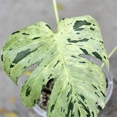 Buy Monstera Deliciosa Bulbasaur Variegated Rooted Cutting With Mature