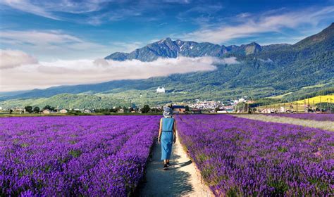 【2025】can I See It In June And July 7 Recommended Lavender Fields In