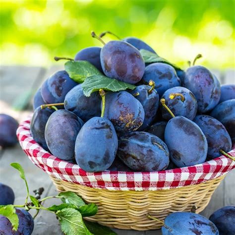 Šljiva Stenlej Sadnice Šljive Sadnice Voća Svet Sadnica