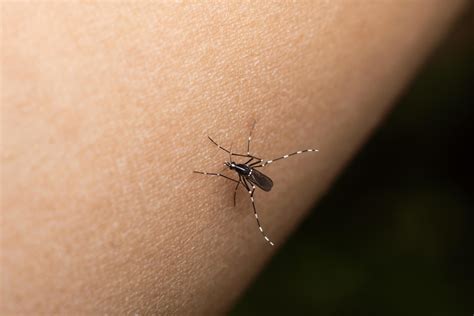 Mosquito Bite Dangerous Malaria Fiverr Macro Photography Premium Photo
