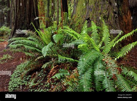 Ferns Beneath Giant Redwood Trees Stout Memorial Grove Jedediah Smith