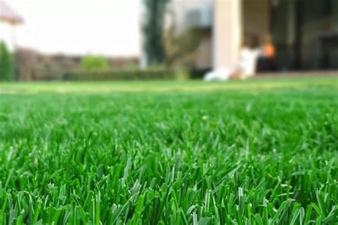 Amazon Shoppers Praise £9 Grass Seed Thats Incredible For