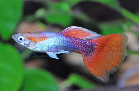 Guppy Mann Neon Rot Poecilia Reticulata Neon Rot