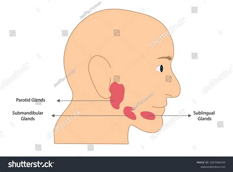 Salivary Gland Illustration Parotid Submandicular Sublingual Stock