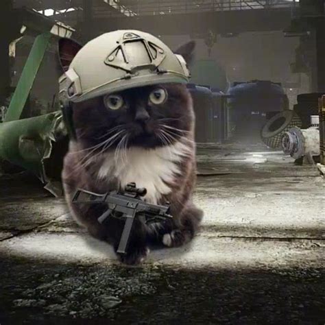 Tarkov Cat With Ump 45 Самые милые животные Мемы про котов Котята