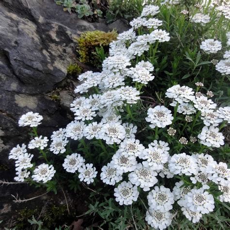 Iberis Sempervirens