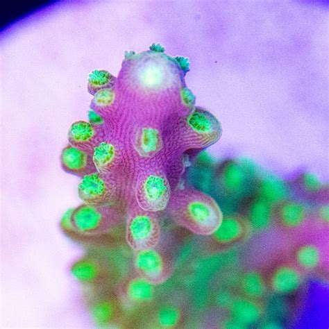 Ce Acro Pink Paletta 海水魚専門店 Ceppo Onlinestore