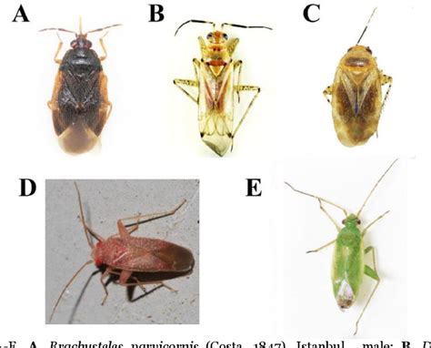 Pdf Six New Heteroptera Hemiptera Species For The Fauna Of Turkey