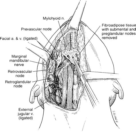 Submandibular Space