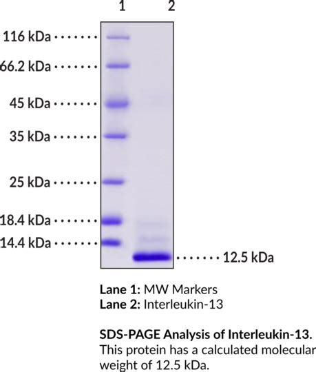 Interleukin 13 Human Recombinant