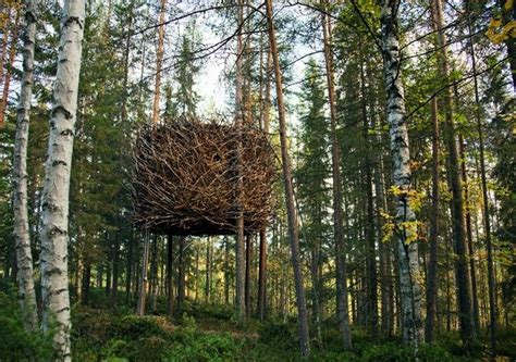 The Birds Nest Tree Hotel Sweden Treehouse Structure In Forest Bird