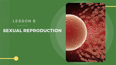 Sexual Reproduction In Animals And Plants Science Bc
