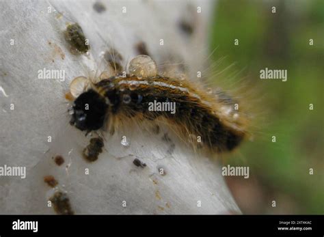 Eastern Tent Caterpillar Moth Malacosoma Americana Insecta Stock