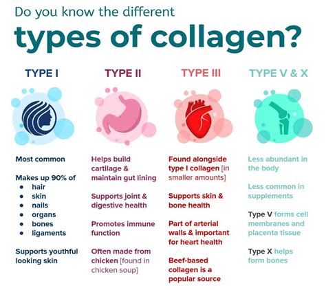 Examples Of Type 1 Collagen At Anthony Barajas Blog