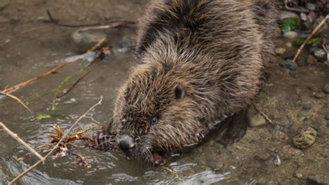 Frapp Le Castor Mignon Fauteur De Trouble